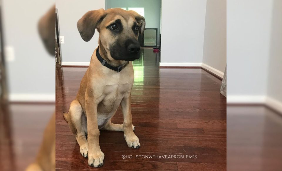 21 Imposing Bullmastiff Mixes Here To Love And Protect You