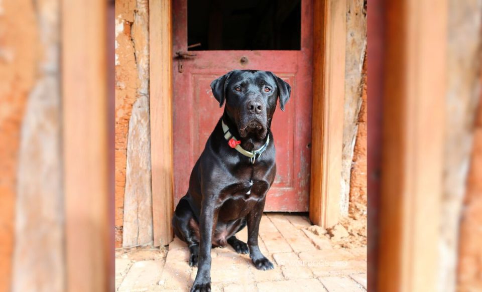 21 Imposing Bullmastiff Mixes Here To Love And Protect You