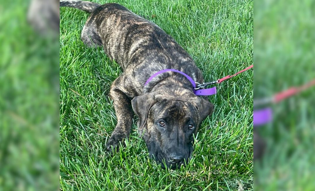 21 Imposing Bullmastiff Mixes Here To Love And Protect You