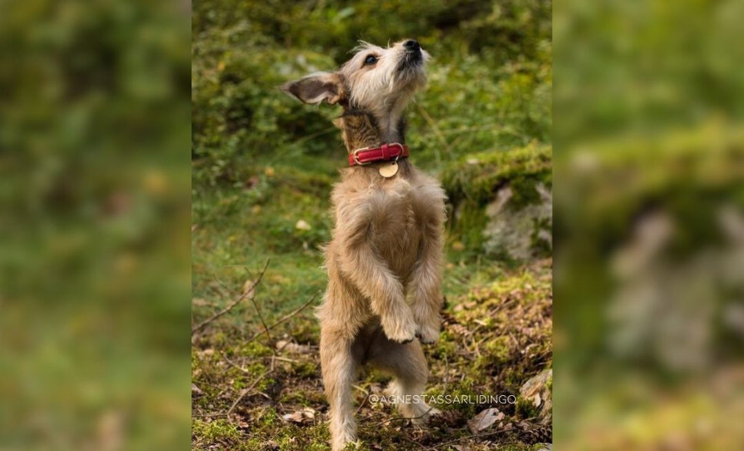 25 Maltese Mixes That Will Steal Your Heart (With Pictures)