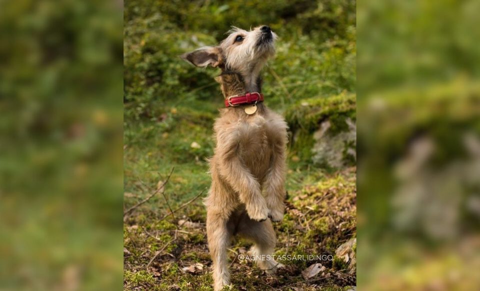 25 Maltese Mixes That Will Steal Your Heart (With Pictures)