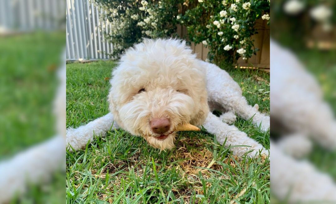 9 Lagotto Romagnolo Colors With 6 Unique Markings