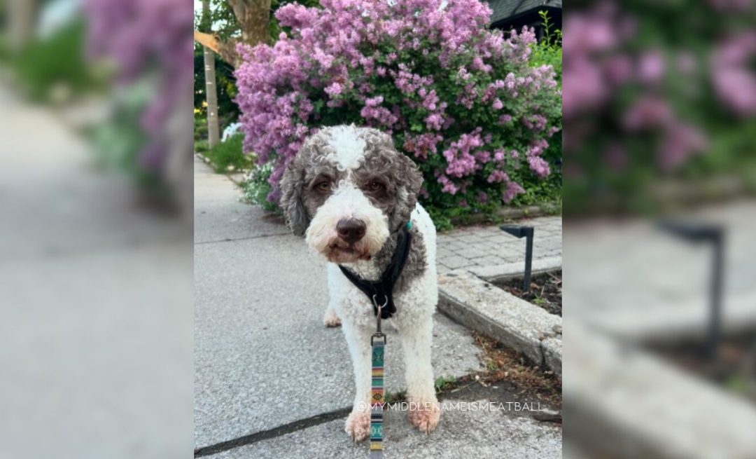 9 Lagotto Romagnolo Colors With 6 Unique Markings