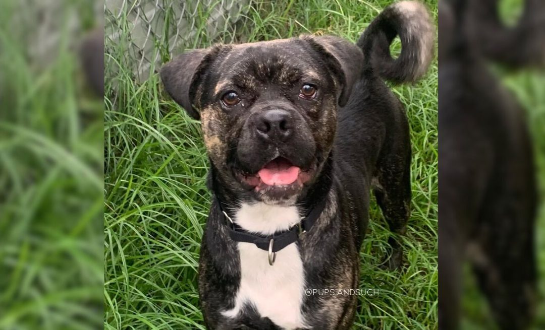 43 Boxer Mixes That Will Make You Fall In Love (With Pictures)