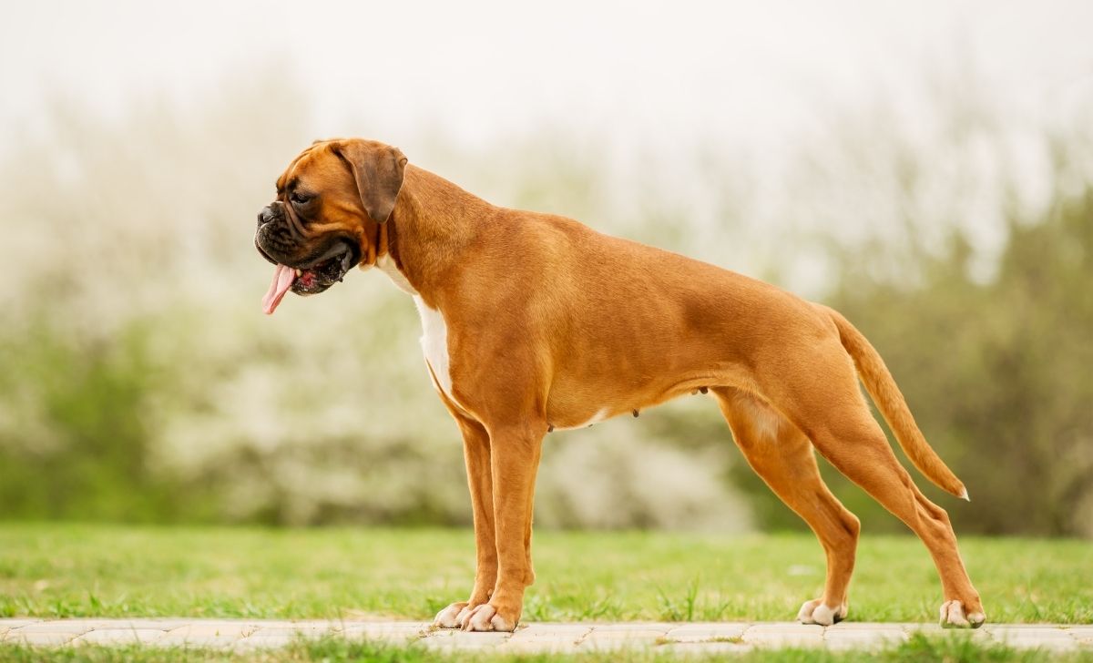 9 Unique Boxer Colors And 5 Markings You Never Knew Existed