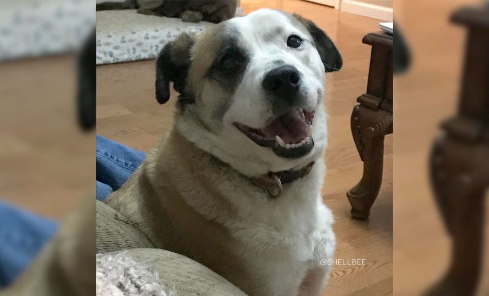 17 Rhodesian Ridgeback Mixes With A Lot Of Excess Energy