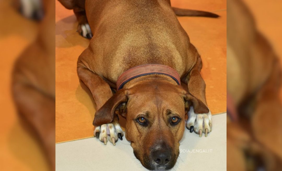 17 Rhodesian Ridgeback Mixes With A Lot Of Excess Energy
