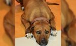 17 Rhodesian Ridgeback Mixes With A Lot Of Excess Energy