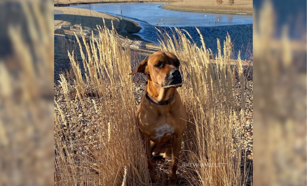 17 Rhodesian Ridgeback Mixes With A Lot Of Excess Energy