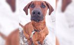 17 Rhodesian Ridgeback Mixes With A Lot Of Excess Energy