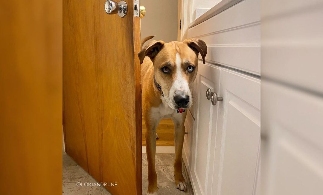 17 Rhodesian Ridgeback Mixes With A Lot Of Excess Energy