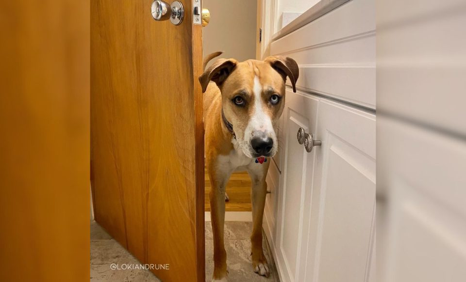 17 Rhodesian Ridgeback Mixes With A Lot Of Excess Energy