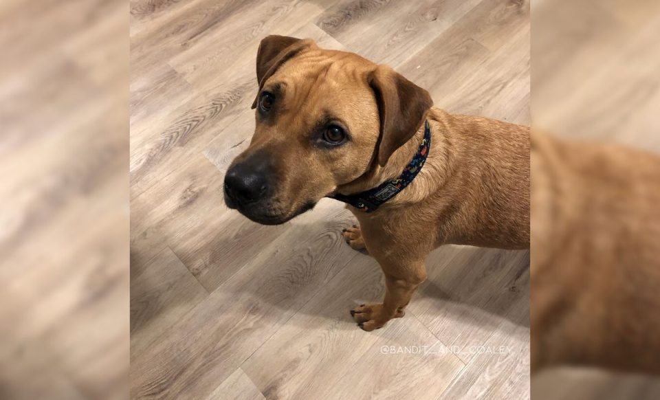 17 Rhodesian Ridgeback Mixes With A Lot Of Excess Energy