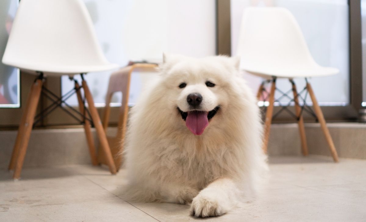 The All In One Samoyed Growth Chart And Development Guide
