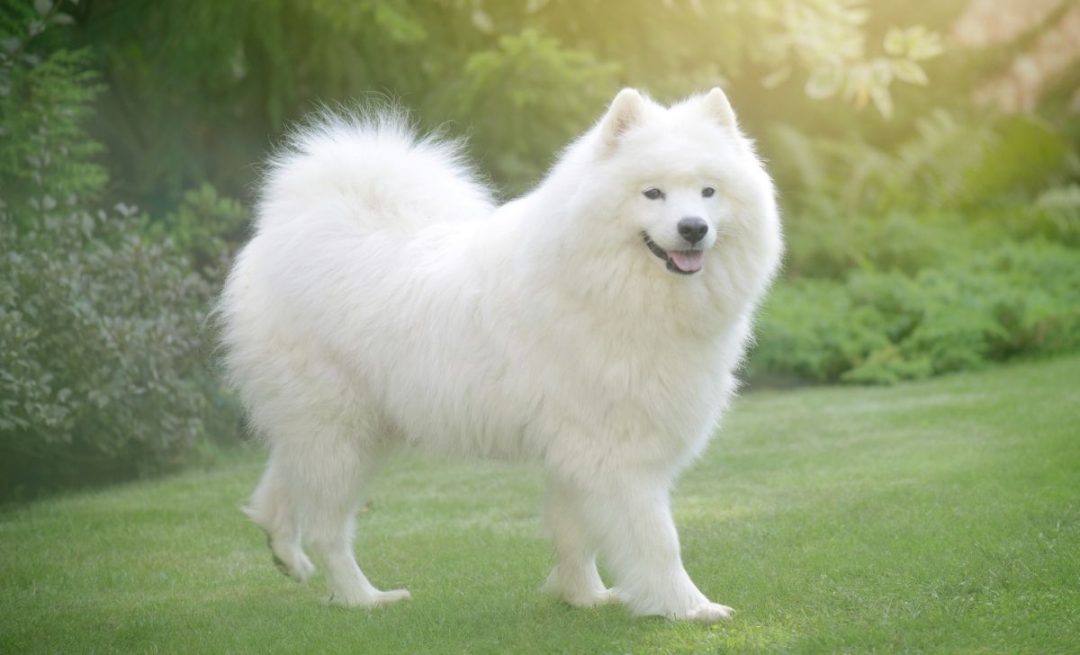 The All In One Samoyed Growth Chart And Development Guide