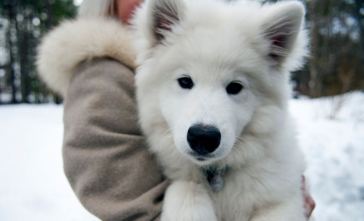 The All In One Samoyed Growth Chart And Development Guide