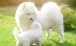 The All In One Samoyed Growth Chart And Development Guide