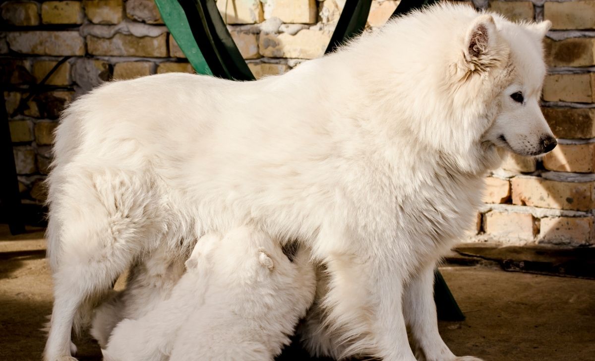 The All In One Samoyed Growth Chart And Development Guide