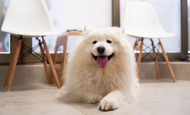 The Best Samoyed Feeding Chart To Make Your Sammy Smile