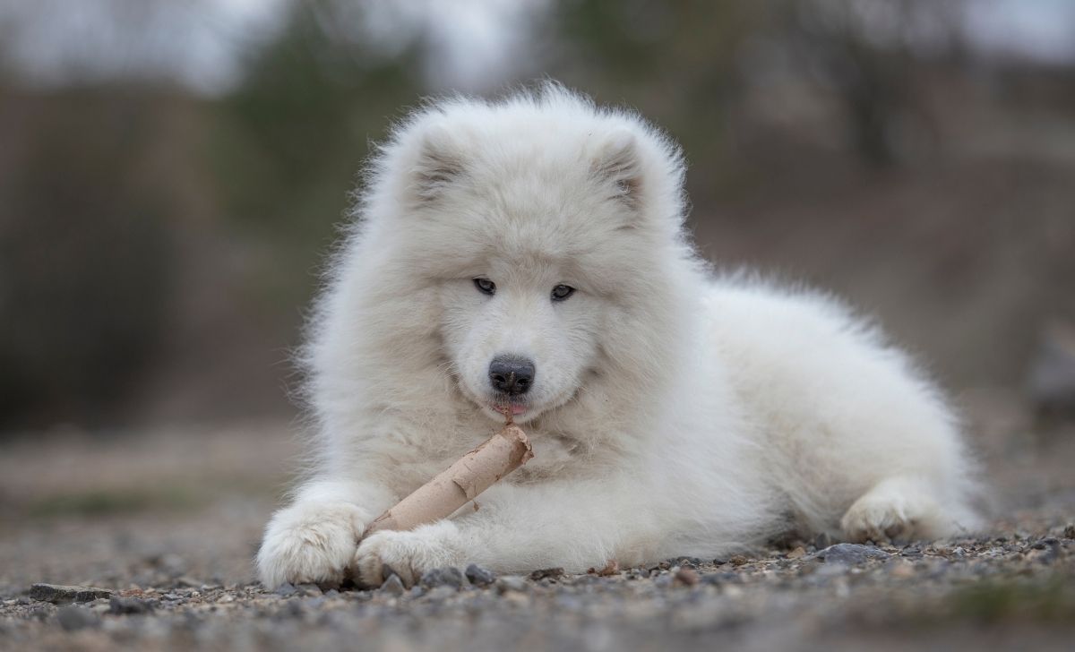 The Best Samoyed Feeding Chart To Make Your Sammy Smile