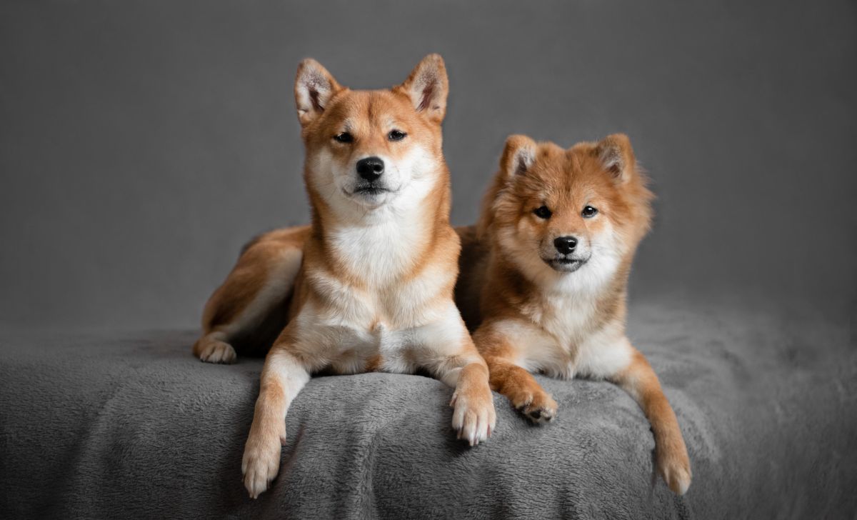 Male Vs Female Shiba Inu Differences And Similarities