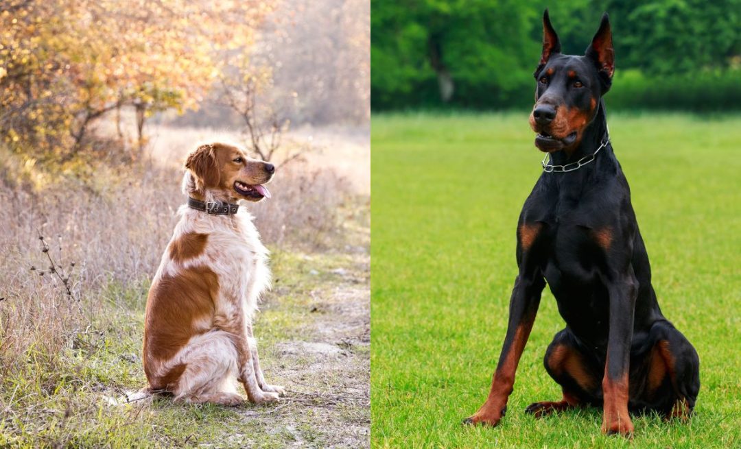 Get to Know 15+ Brittany Mixes That Are A Furry Fun Delight