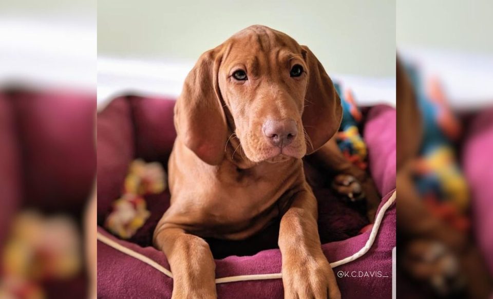 25 Vizsla Mixes That Combine Looks, Smarts And Energy