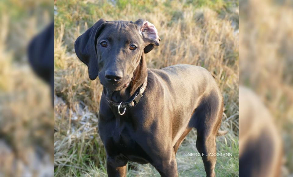 25 Vizsla Mixes That Combine Looks, Smarts And Energy