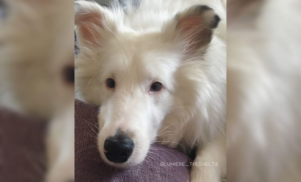 19 Vibrant Shetland Sheepdog Colors (With Photos)