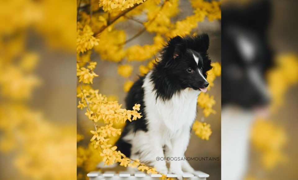 19 Vibrant Shetland Sheepdog Colors (With Photos)