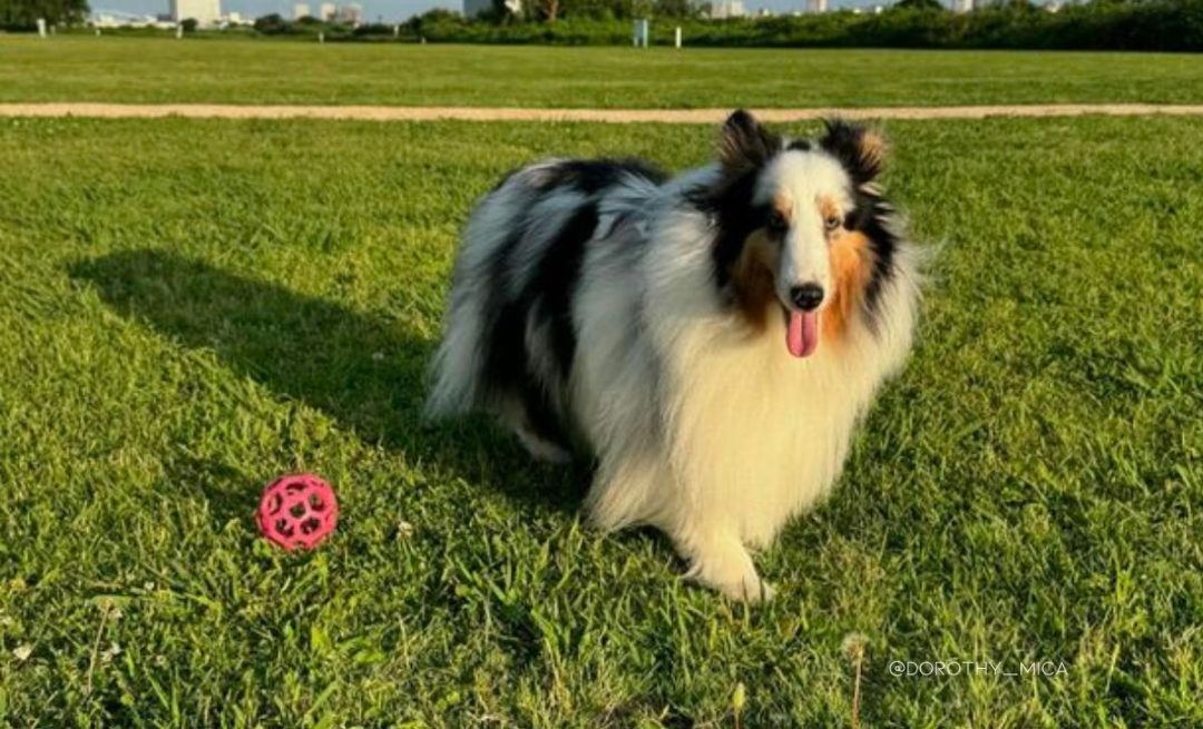 19 Vibrant Shetland Sheepdog Colors (With Photos)