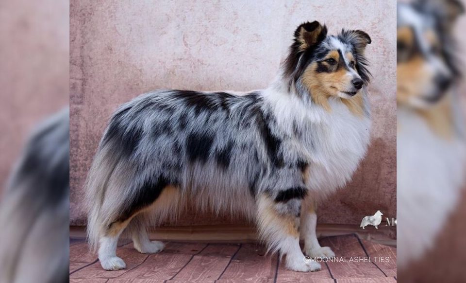 19 Vibrant Shetland Sheepdog Colors (With Photos)