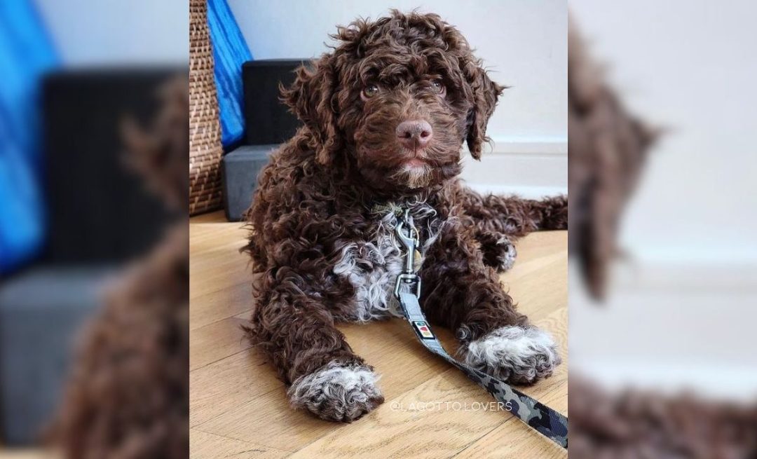 9 Lagotto Romagnolo Colors With 6 Unique Markings