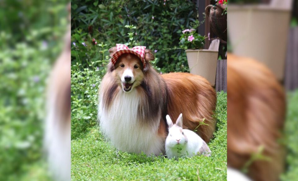 19 Vibrant Shetland Sheepdog Colors (With Photos)