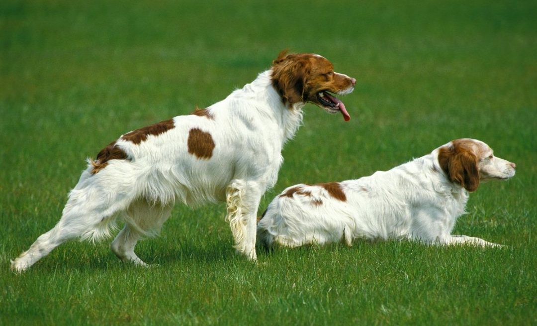 9 Brittany Colors You Never Knew Existed (With Pictures)
