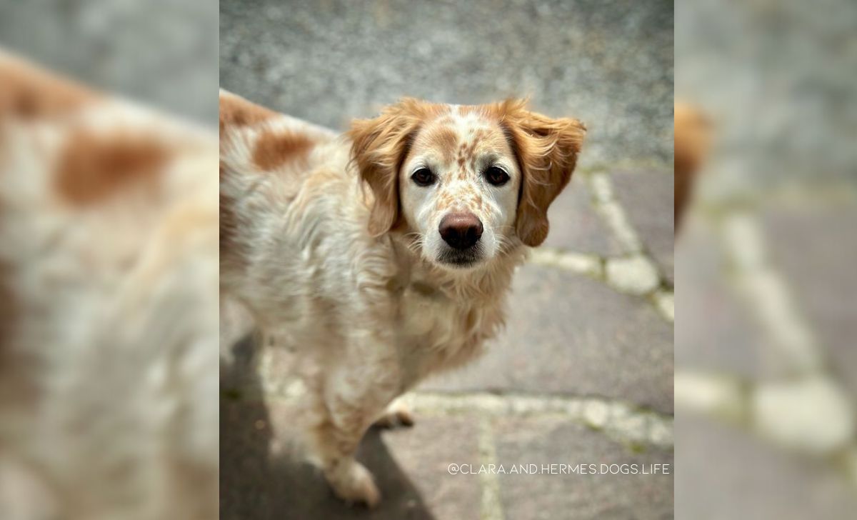 9 Brittany Colors You Never Knew Existed (With Pictures)