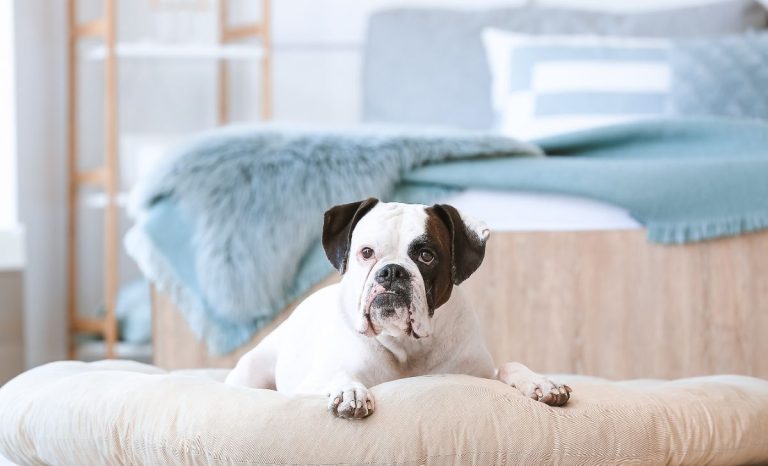 9 Unique Boxer Colors And 5 Markings You Never Knew Existed