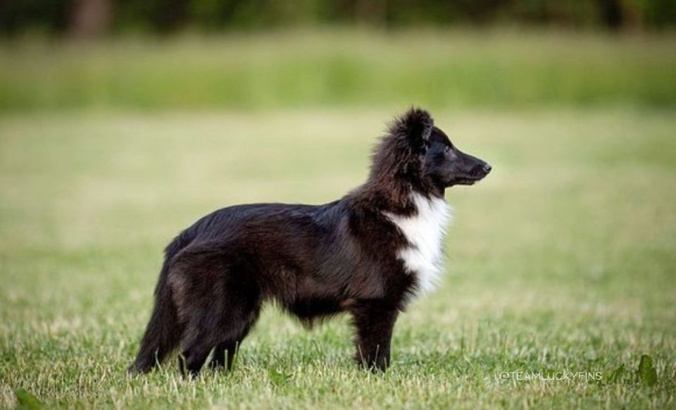 19 Vibrant Shetland Sheepdog Colors (With Photos)