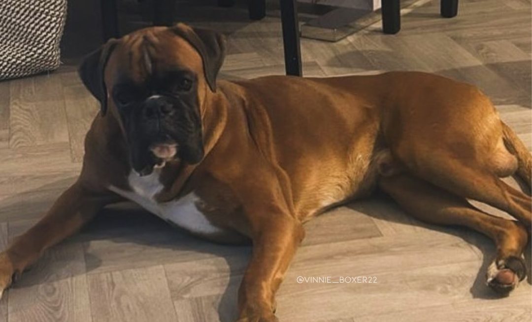 9 Unique Boxer Colors And 5 Markings You Never Knew Existed