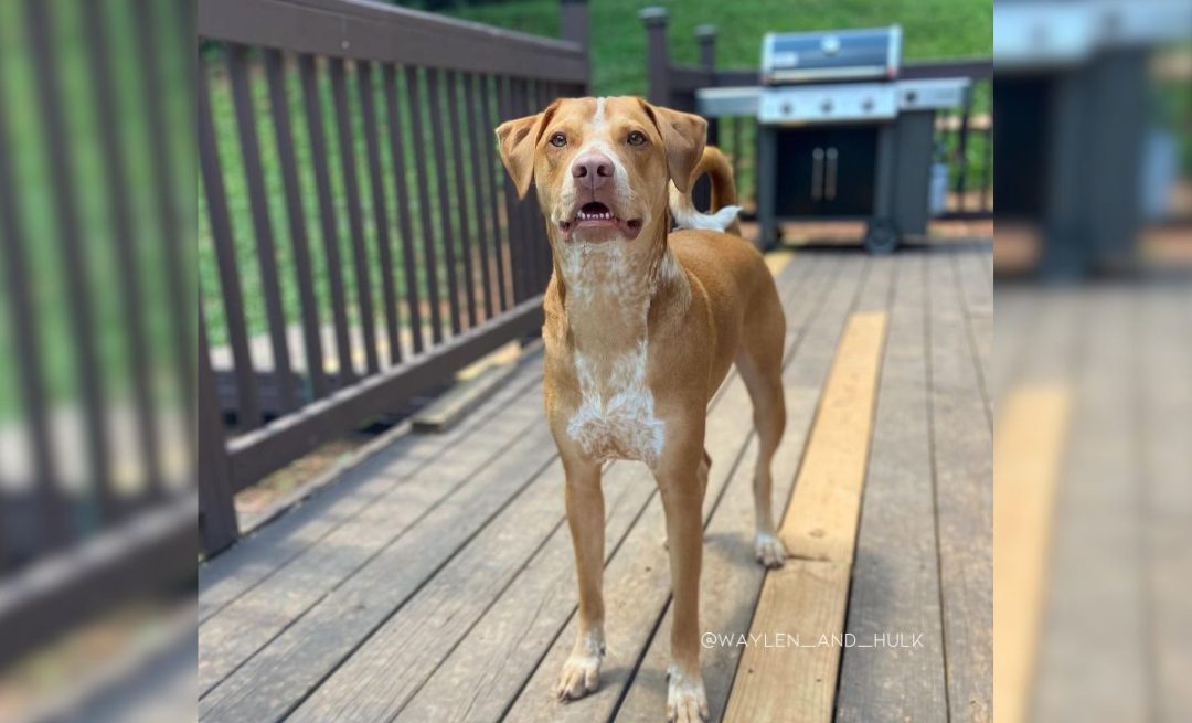 43 Boxer Mixes That Will Make You Fall In Love (With Pictures)