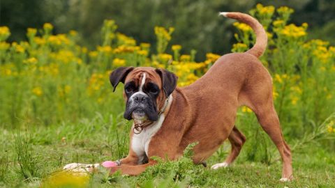 9 Unique Boxer Colors And 5 Markings You Never Knew Existed