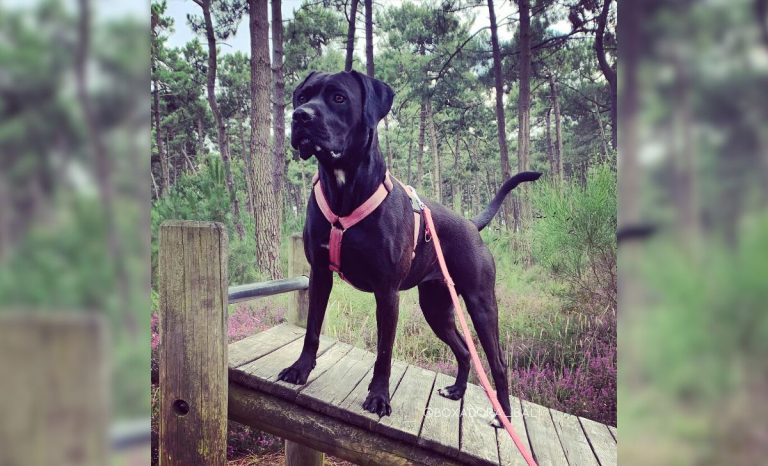 43 Boxer Mixes That Will Make You Fall In Love (With Pictures)