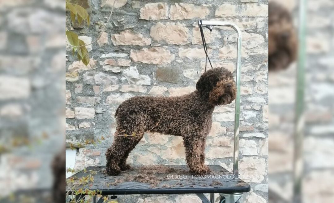 9 Lagotto Romagnolo Colors With 6 Unique Markings