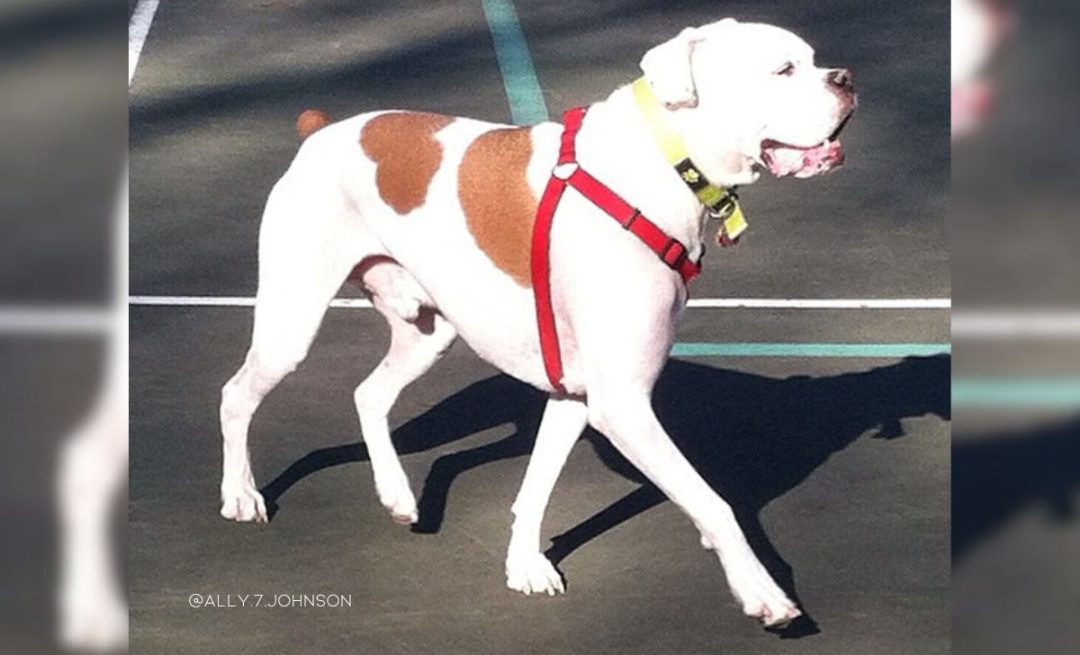 9 Unique Boxer Colors And 5 Markings You Never Knew Existed