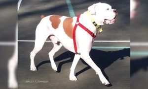 9 Unique Boxer Colors And 5 Markings You Never Knew Existed