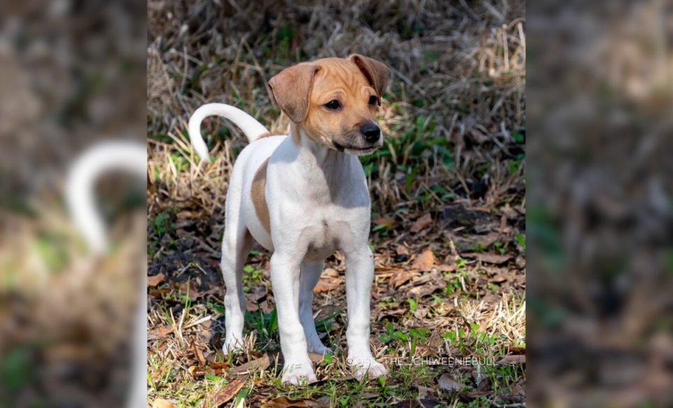 43 Boxer Mixes That Will Make You Fall In Love (With Pictures)