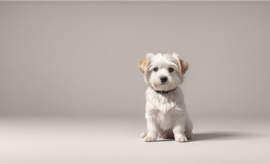 25 Maltese Mixes That Will Steal Your Heart (With Pictures)