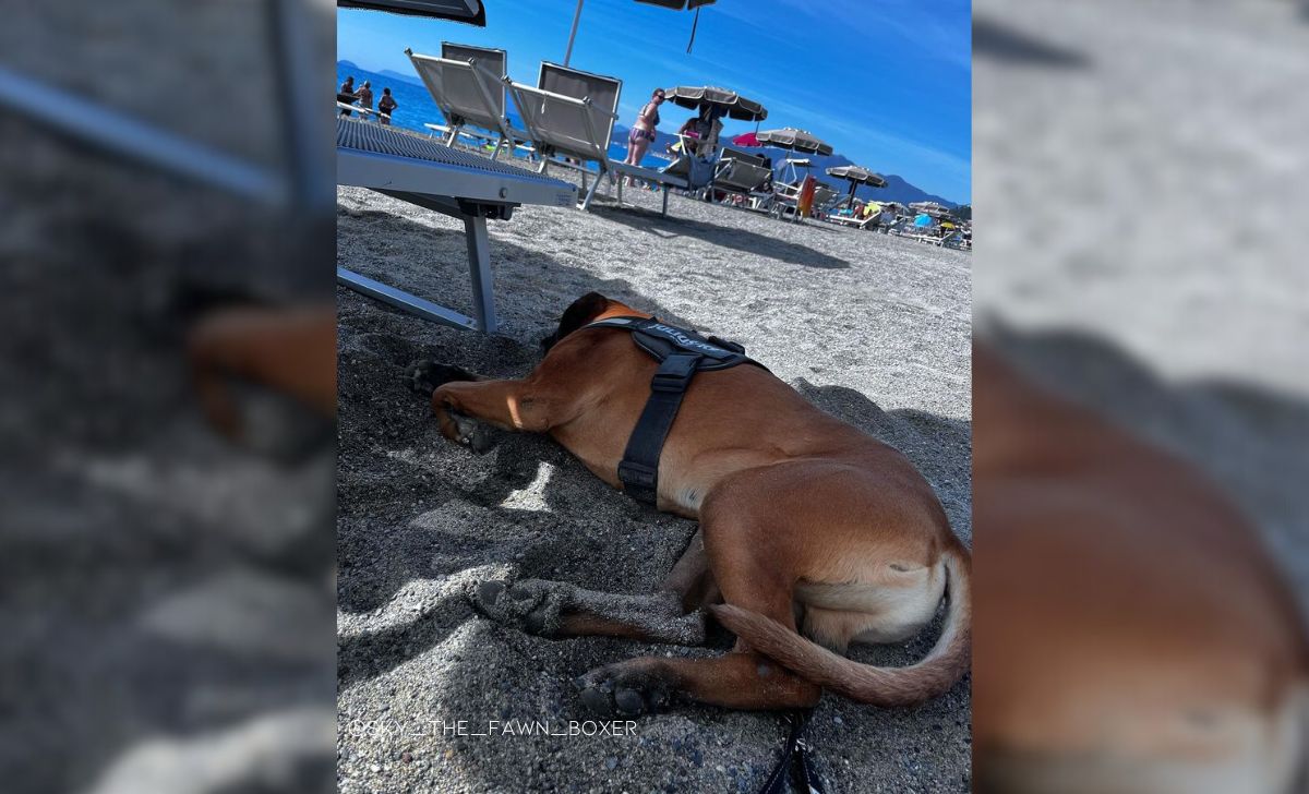 9 Unique Boxer Colors And 5 Markings You Never Knew Existed