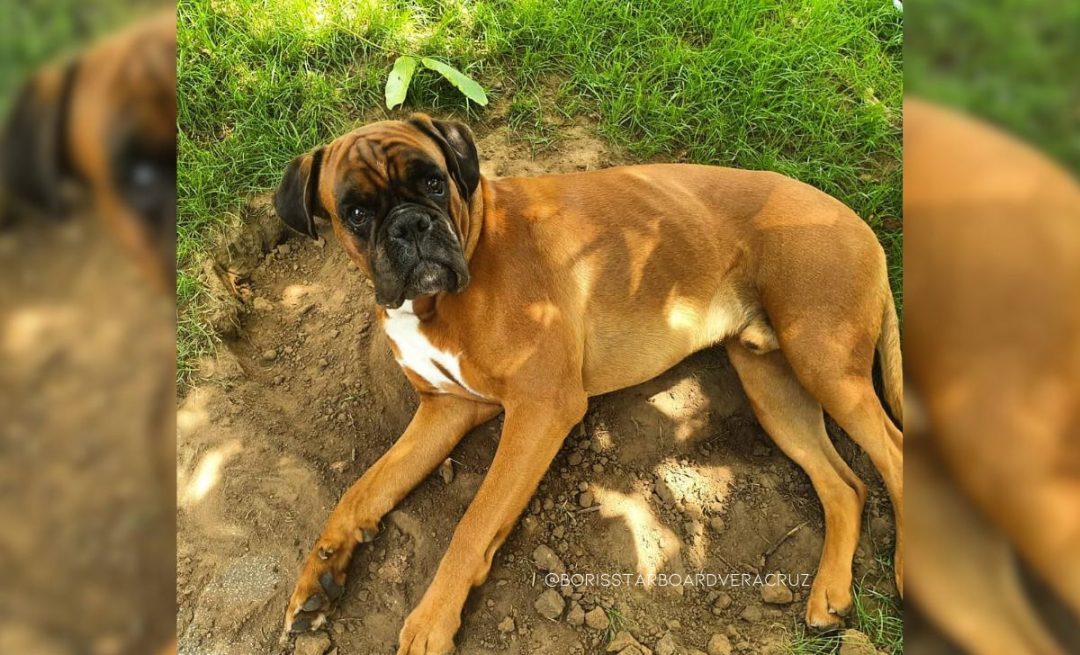 43 Boxer Mixes That Will Make You Fall In Love (With Pictures)
