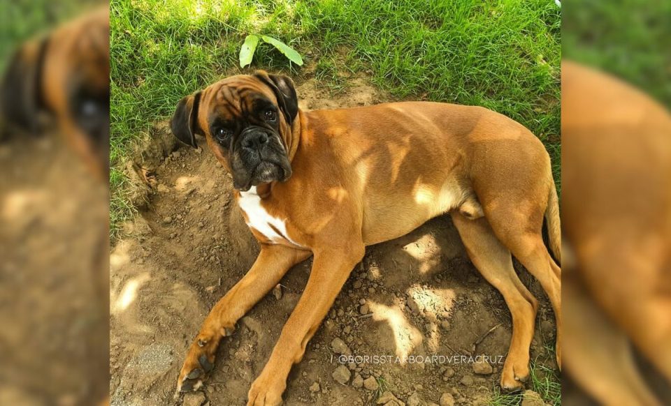 43 Boxer Mixes That Will Make You Fall In Love (With Pictures)